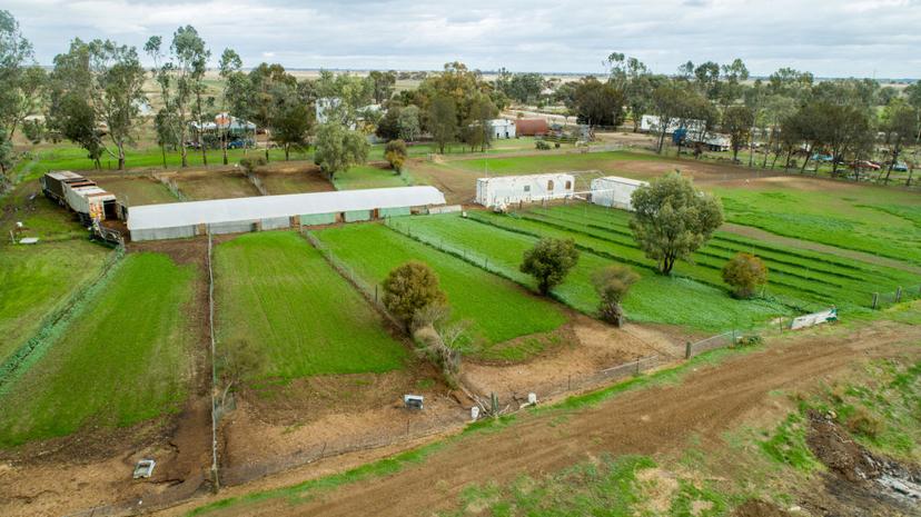 One of Australia's largest emu farms on the market as industry takes ...