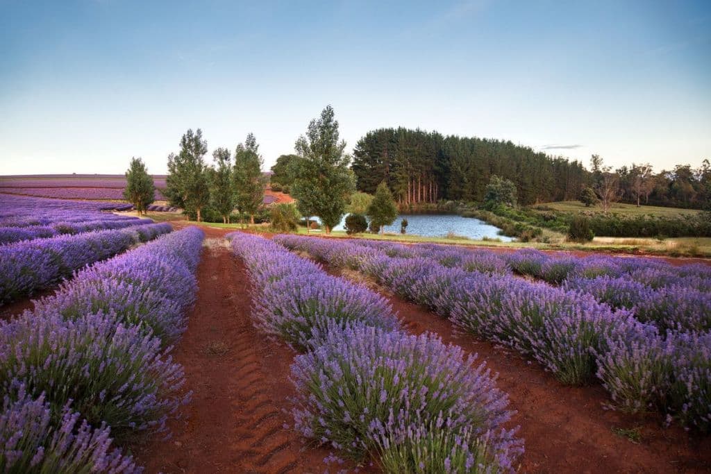 Lavender farm Bridestowe Estate hits the market: A premier agri-tourism ...